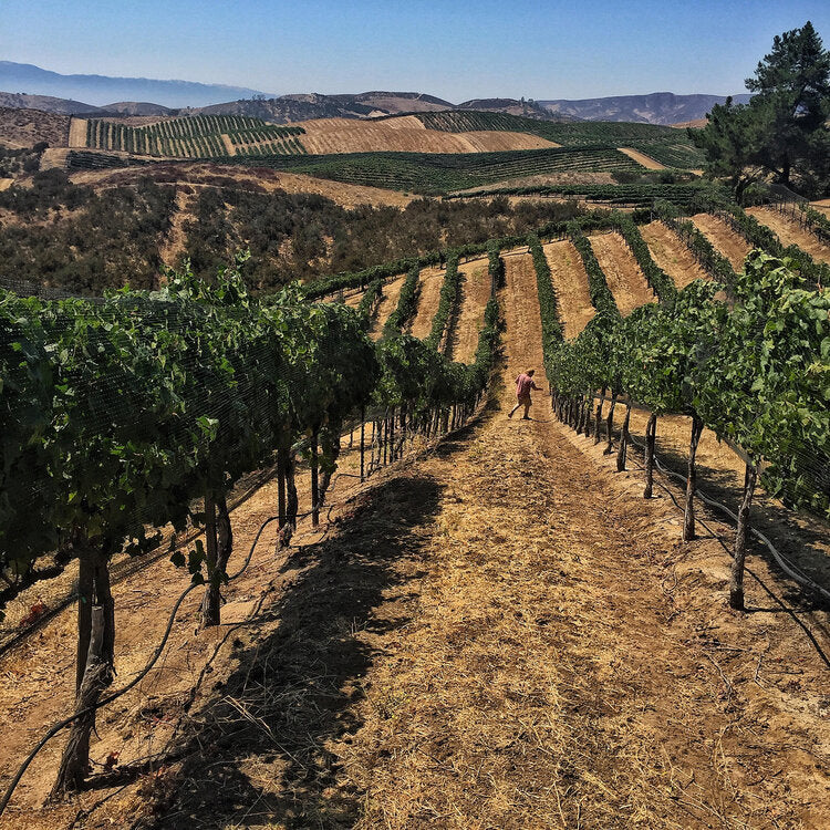 Birichino – Bibendum Wine Co.