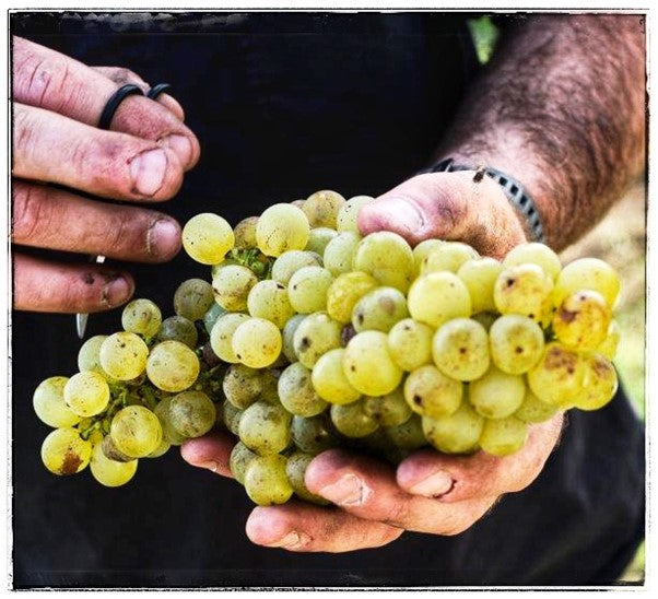 Quealy Winemakers – Bibendum Wine Co.